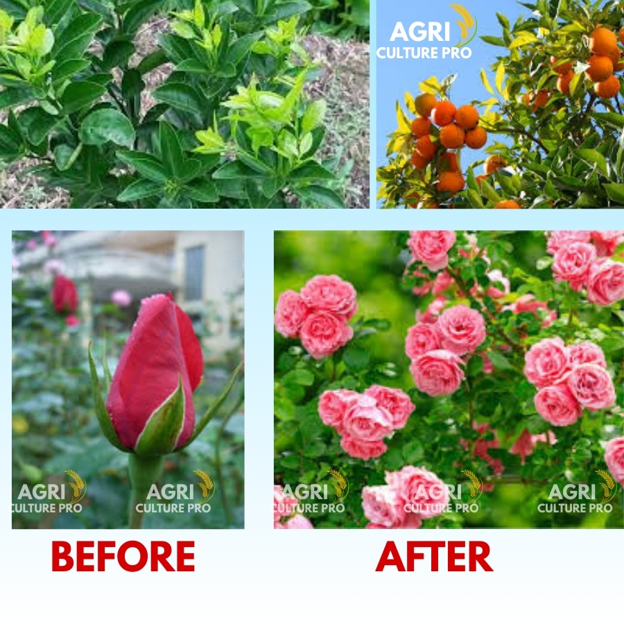 [BEST SELLER] Booster 76 fertilizer for vegetables and fruits boost ...