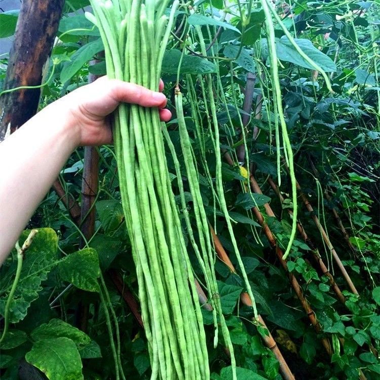 (20Seeds) Pole Sitao Seeds - Sitao Long Seeds | Shopee Philippines