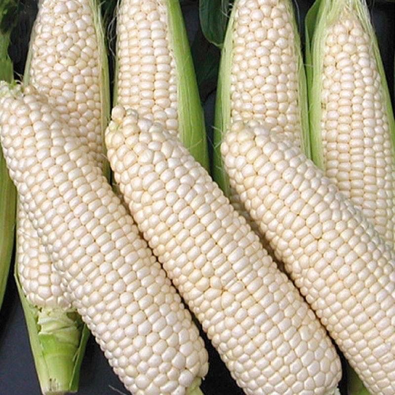 (20 seeds) WHITE LAGKITAN CORN - Waxy Corn | Shopee Philippines