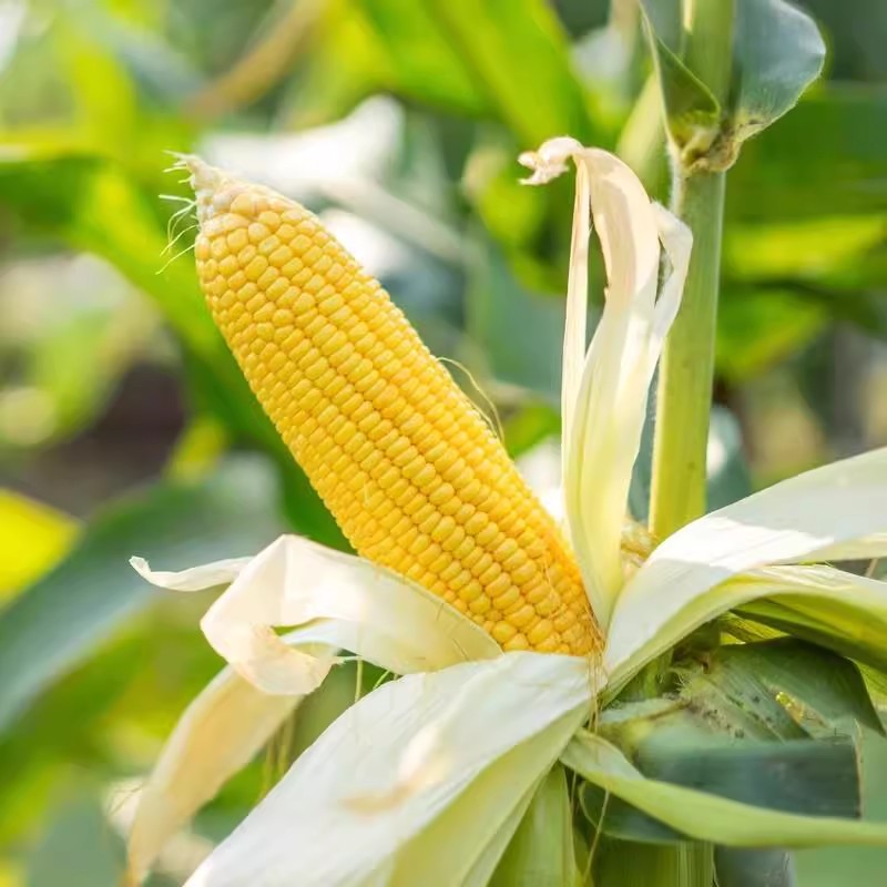 HYBRID SUPER SWEET CORN 20pcs SEEDS SACRED GARDEN super sweet corn ...