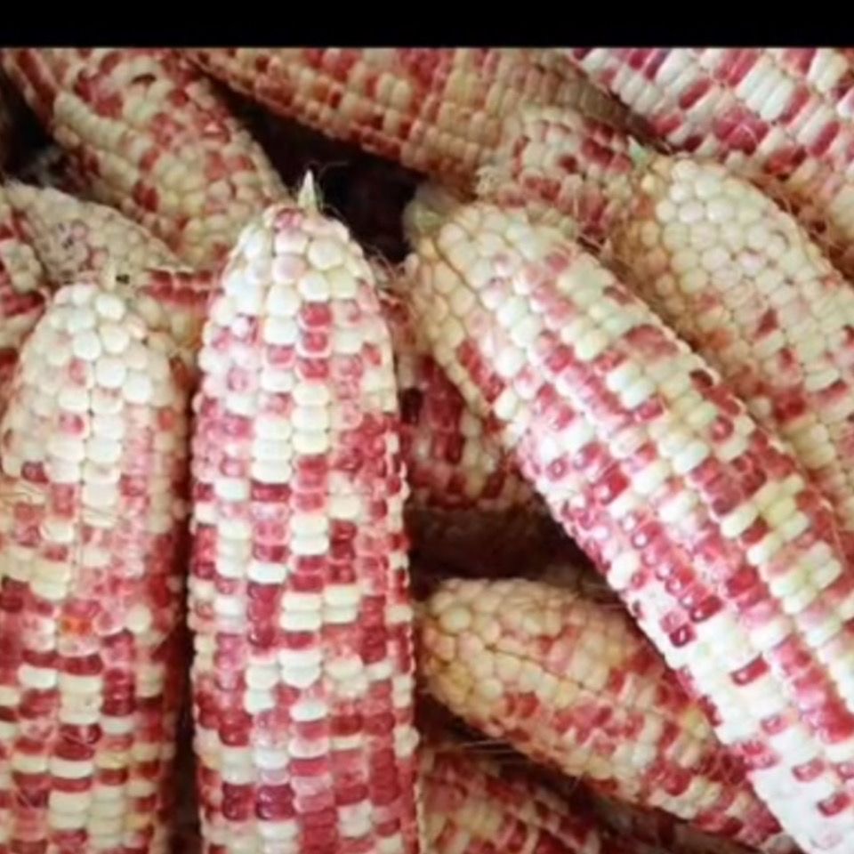 Fresh Sweet Glutinous Bi-color Corn Seeds for Planting (20 Seed) Sugar ...