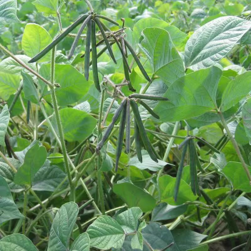 Green Munggo Monggo Beans Seeds for Planting Vegetable Plants (20 Seed ...
