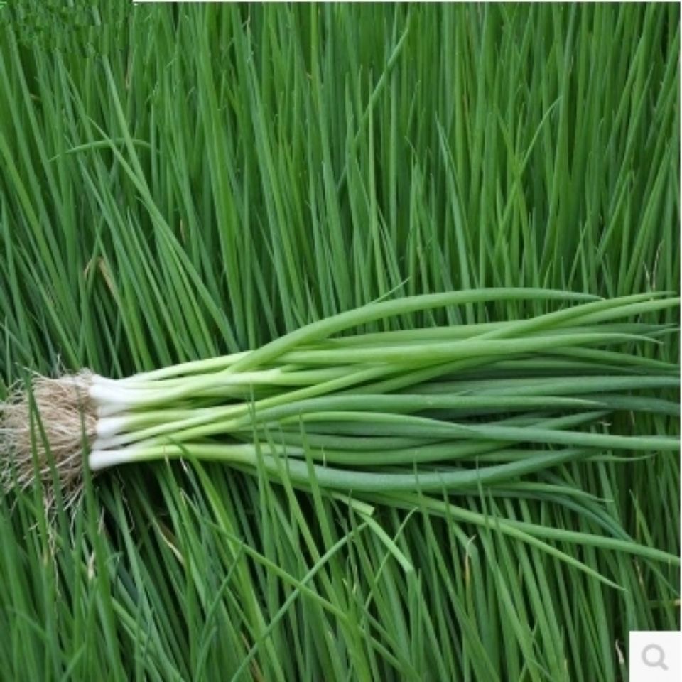 500seeds Spring Onion Seeds | Bunching Onion Seeds | Dahon Sibuyas ...