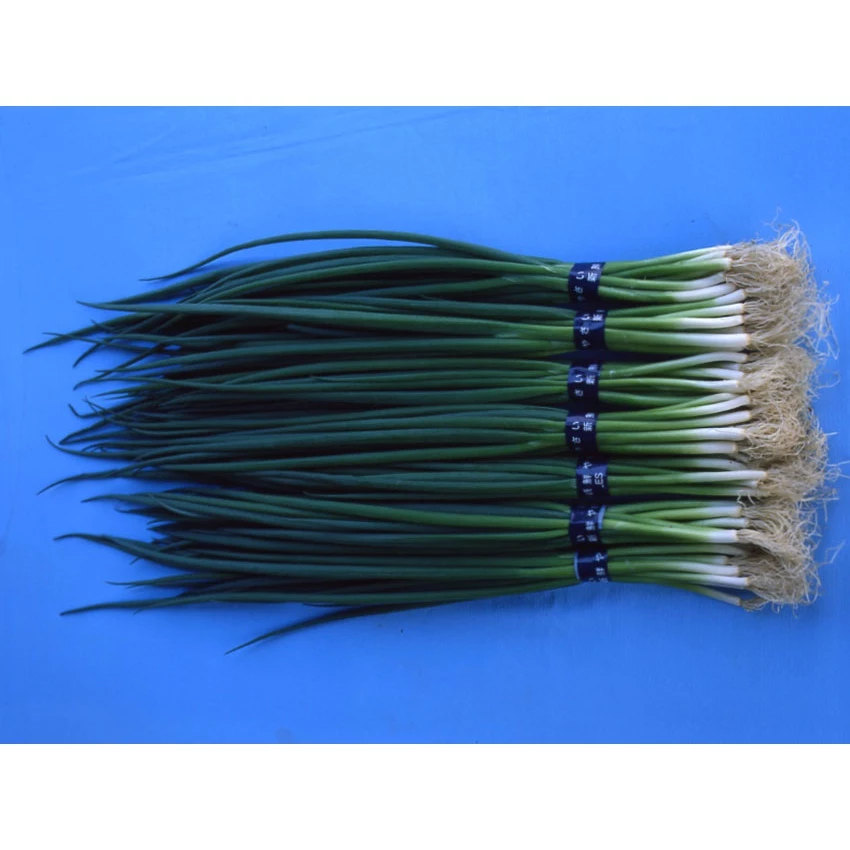 1000Pcs Spring Onion Seeds | Bunching Onion Seeds | Dahon Sibuyas ...