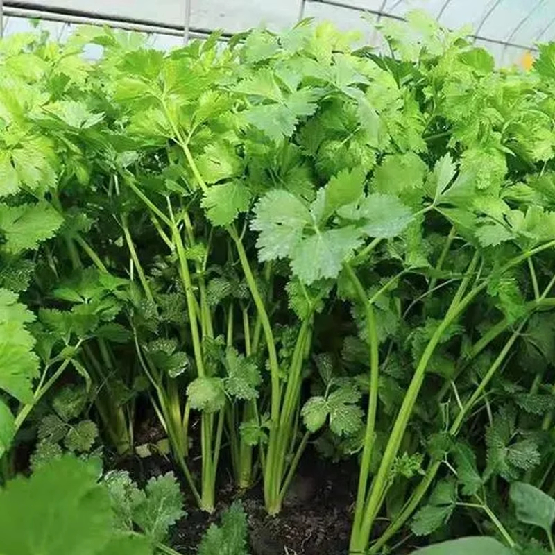 1500 seeds Kintsay Celery Seeds/Green Leaf Low-calorie Vegetable Celery ...