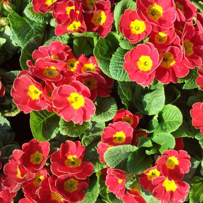 Primula Flower Seeds (20 Seeds) for Planting Indoor Plant Outdoor buto ...