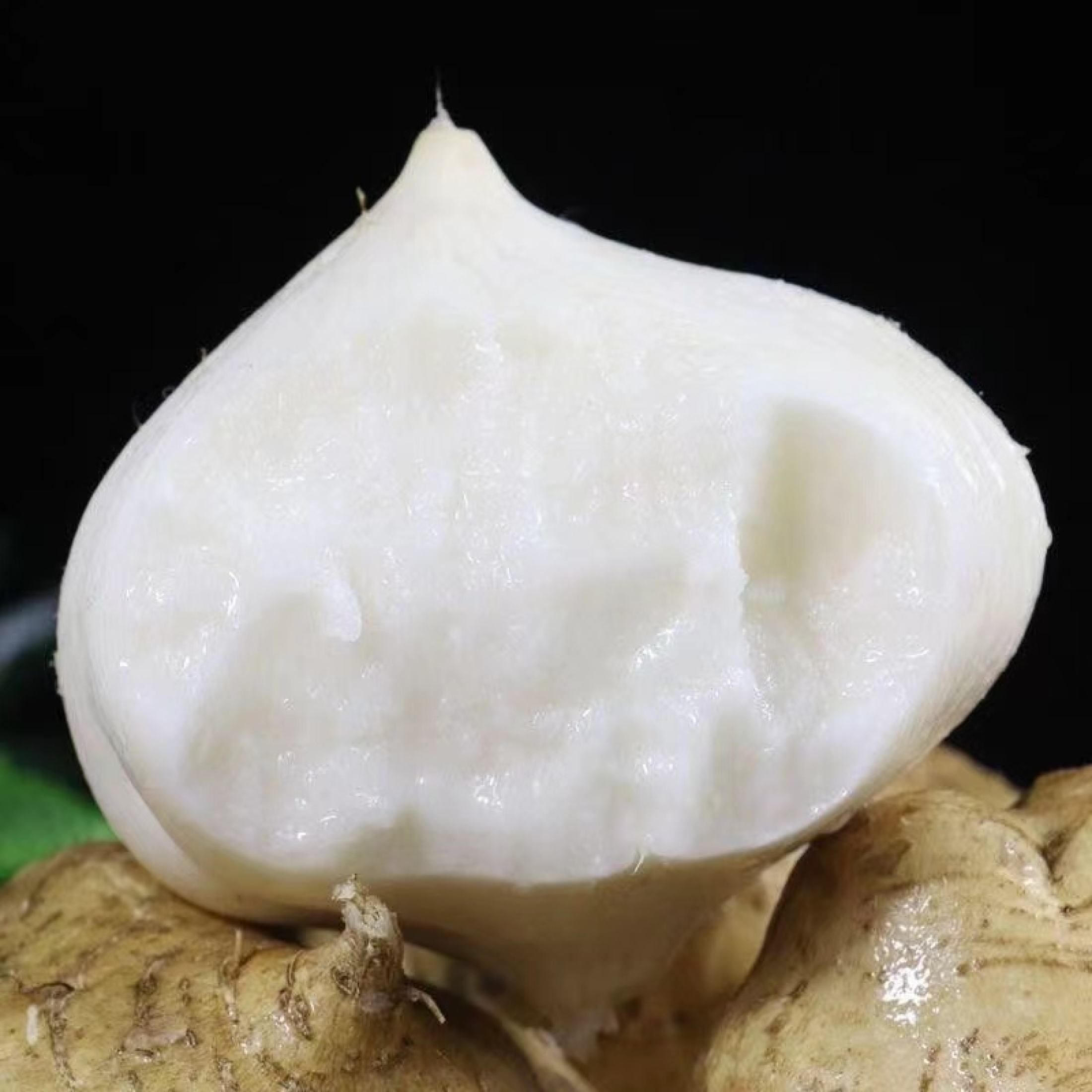 Singkamas Seeds (10seeds) - Turnip Seeds | Shopee Philippines