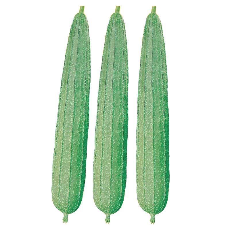 20 seeds PATOLA TAGALOG SEEDS/ Luffa Ridged Variety/Early maturity/high ...