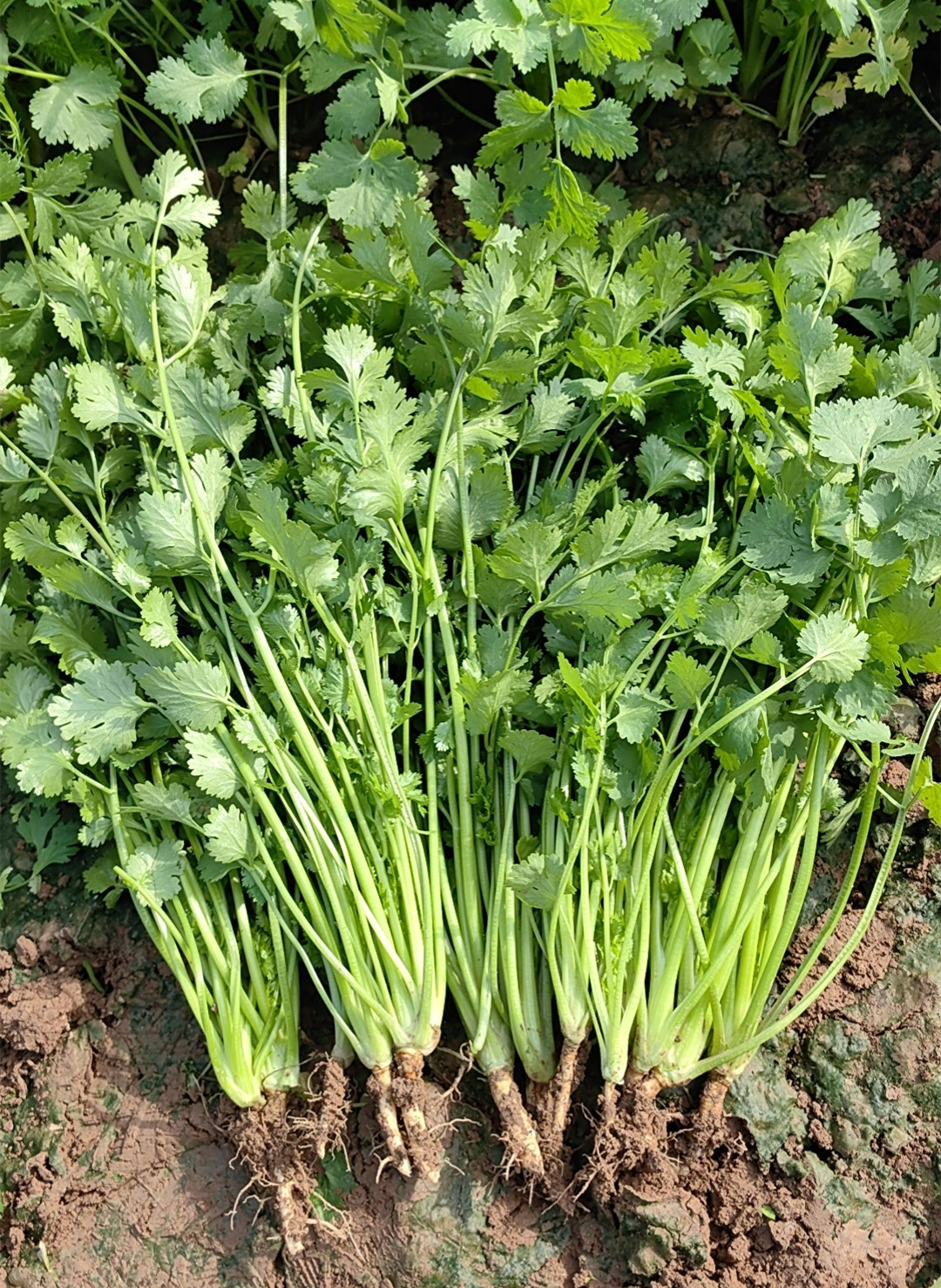Cilantro / Wansoy / Coriander seeds (High Germination) 100seeds ...