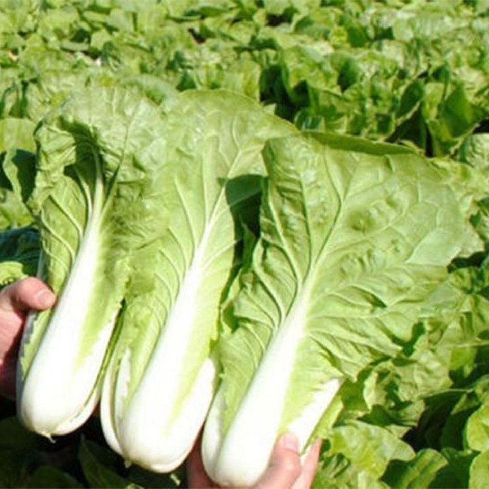500 Pavito Seeds Leafy Vegetable Seeds - Pechay Seeds Pavito Seeds ...