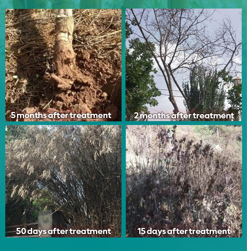 Herbicide Hexazinone Weed Grass Tree Bamboo Killer Chemical Root ...