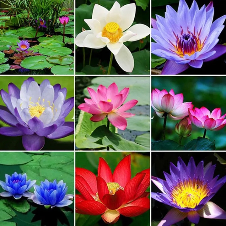 20 pcs Mixed Color Lotus Water Lily Seeds Mini Japanese Lotus Seeds for ...