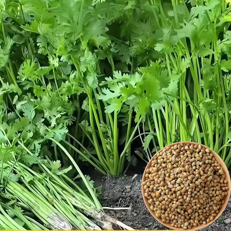 (100 Seed) Organic Cilantro Leaves Fresh Veggie Seeds Wansoy Coriander ...