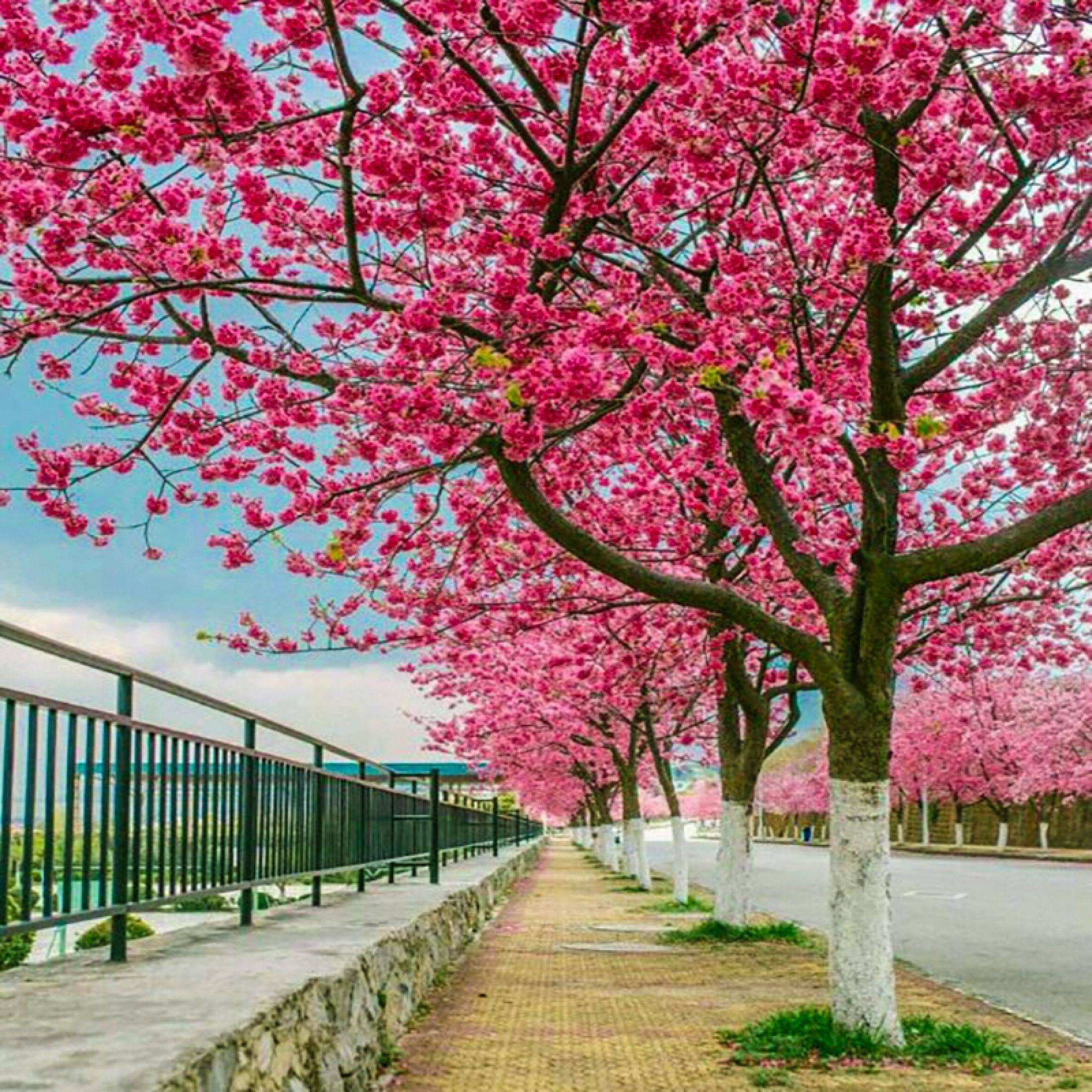 20seeds/pack Japanese Sakura Seeds Flower Seeds for Gardening Cherry ...