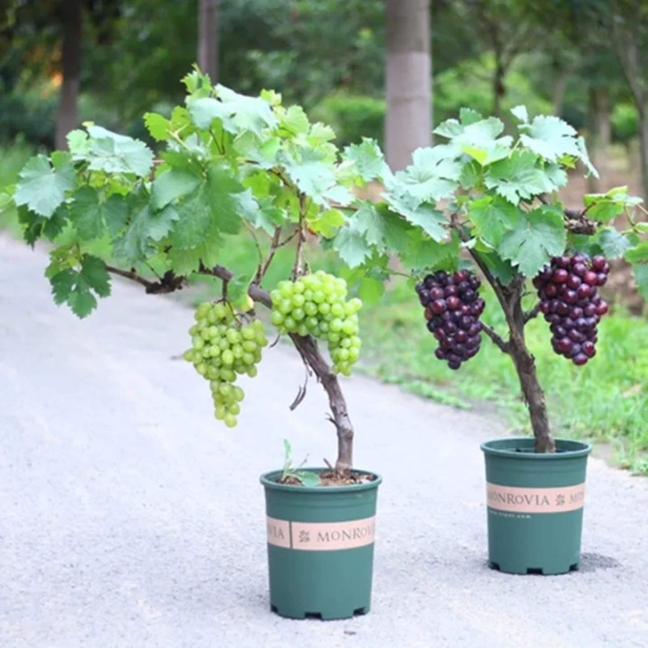 100seeds/pack Grape Seeds for Planting Fruit Plants Seeds Bonsai Tree ...
