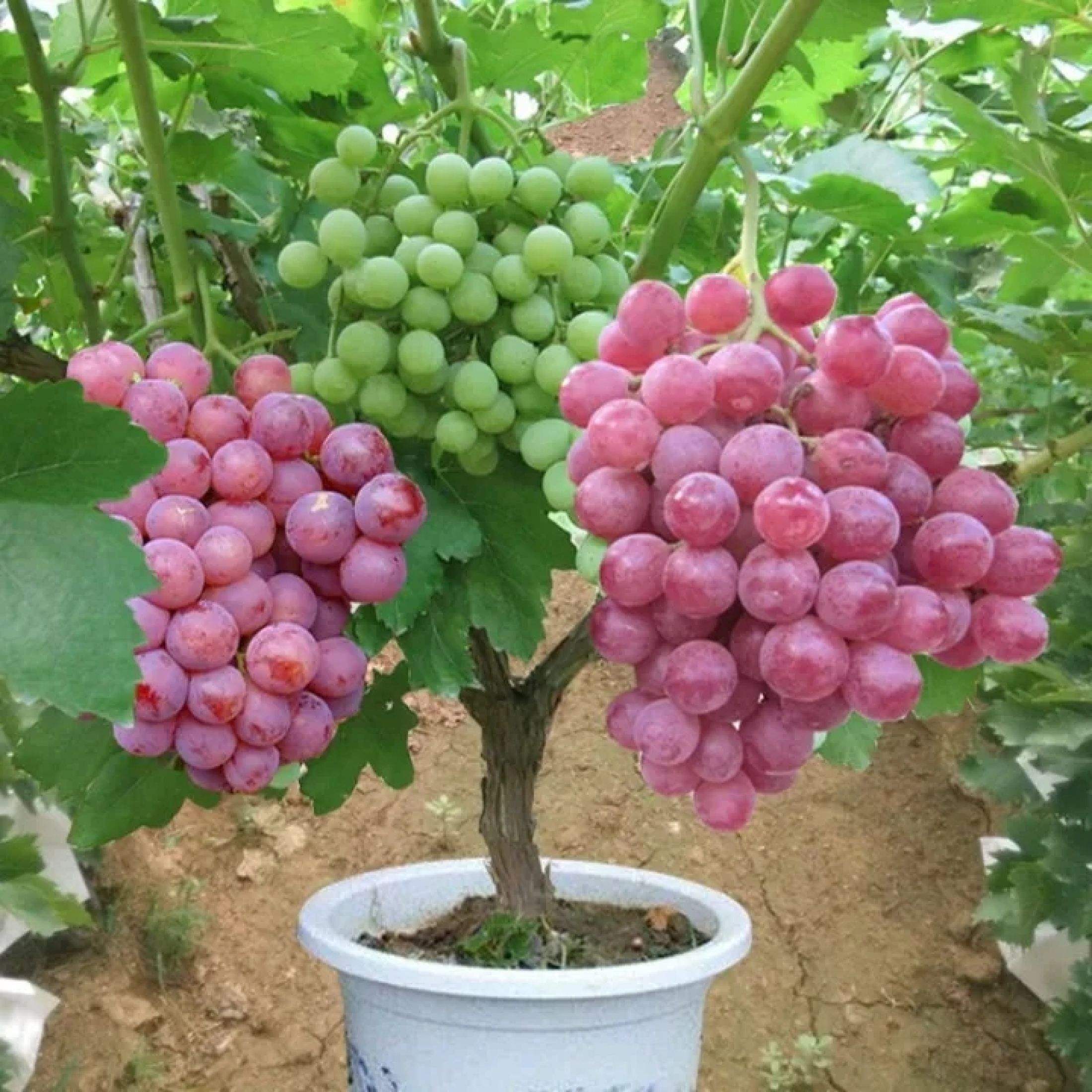 100seeds/pack Grape Seeds for Planting Fruit Plants Seeds Bonsai Tree ...