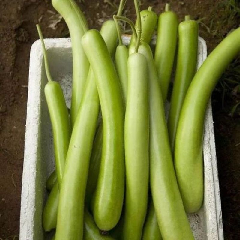 UPO Seeds - Bottle Gourd Vegetable Plants (20 Seed) Long Bottle Gourd ...