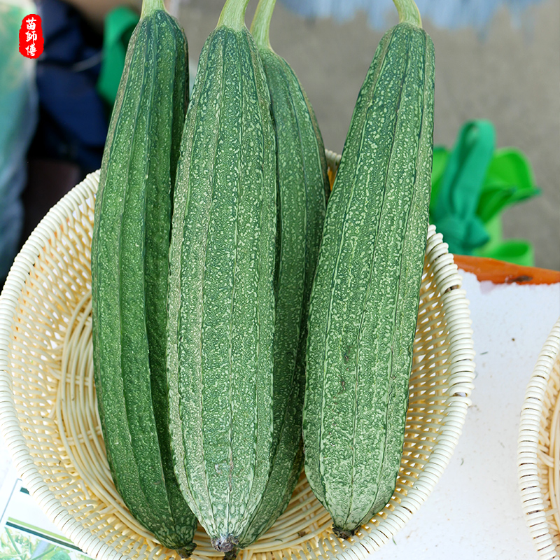 PATOLA TAGALOG SEEDS ( 20pcs ) - Luffa Ridged Variety Long Ridged ...