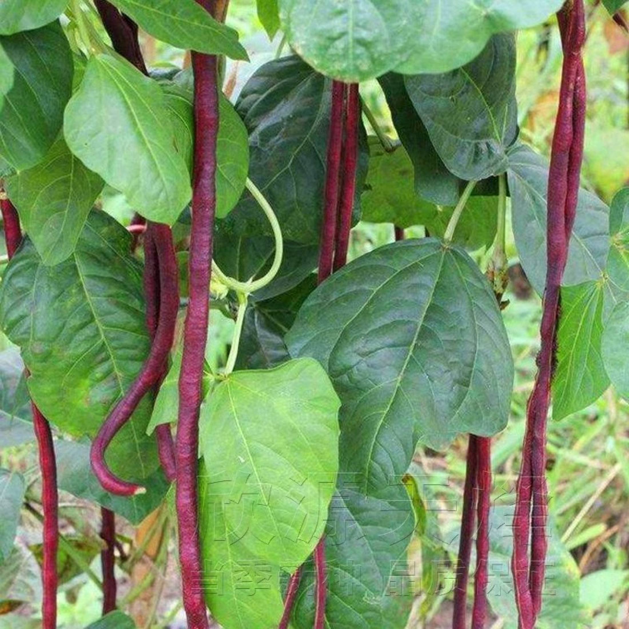 RED SITAO SEEDS (20 Seeds) - Long Red Variety | Shopee Philippines