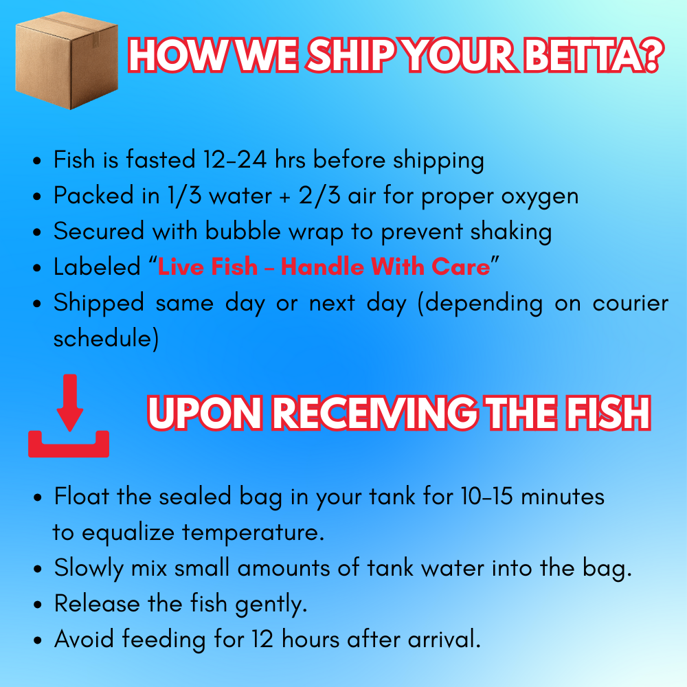 Live Betta Fish Selection HMPK Crowntail Doubletail Premium Betta Fish ...