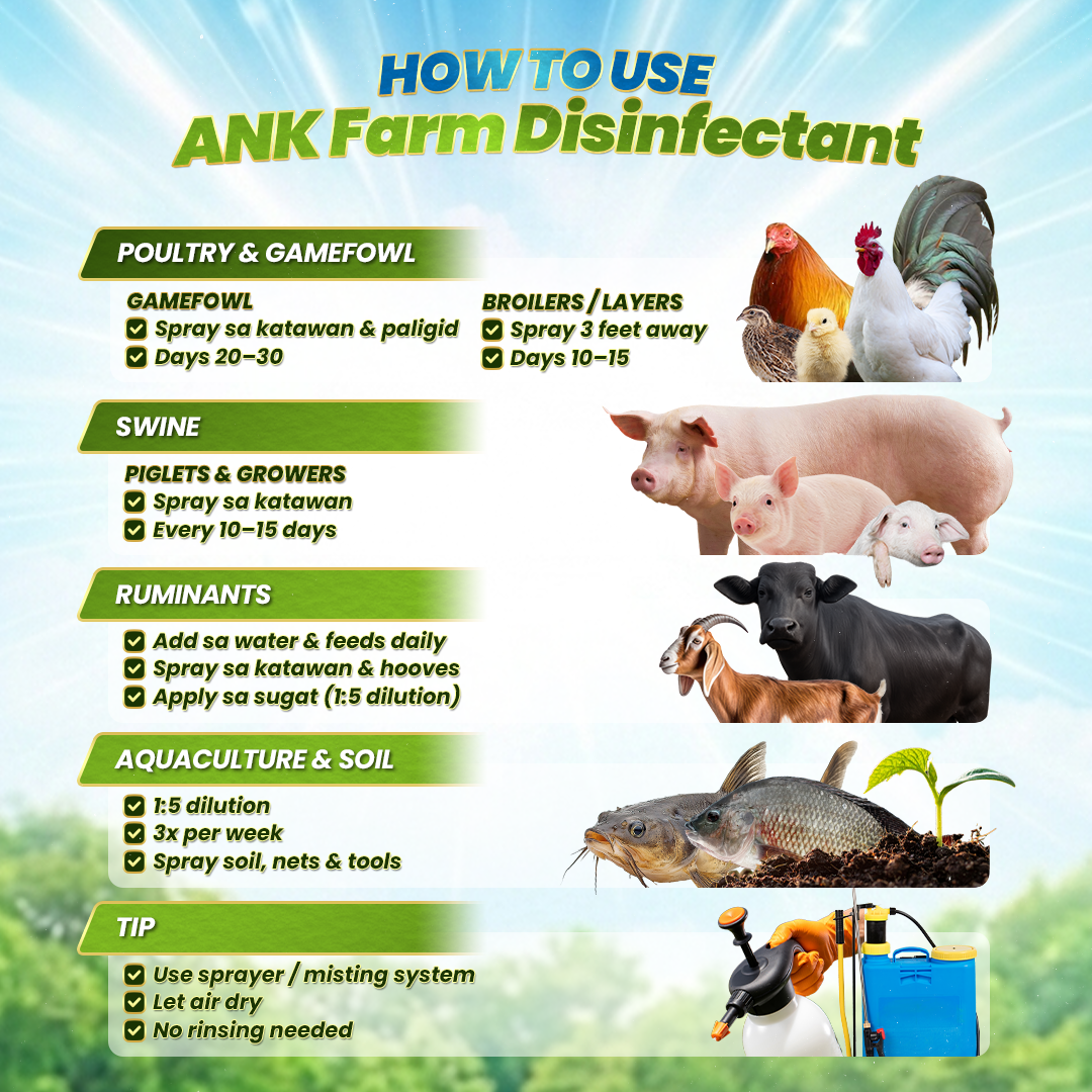 Effective Solution for Biosecurity, Odor Eliminator and Piggery ...