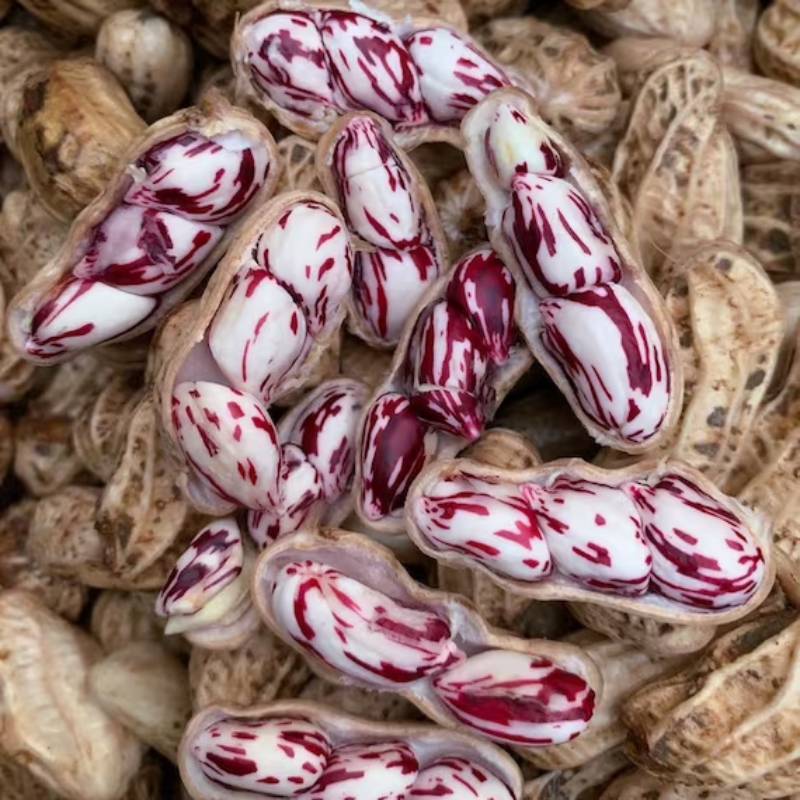 Tiger-Striped Peanuts Seeds for Planting (Mae Hong Son Variety), 20 ...