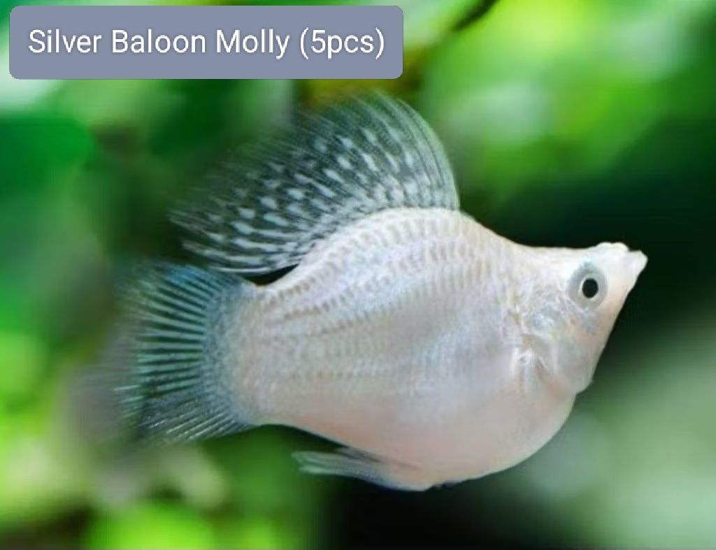 Sticker & Silver balloon molly (5 pc) | Shopee Philippines