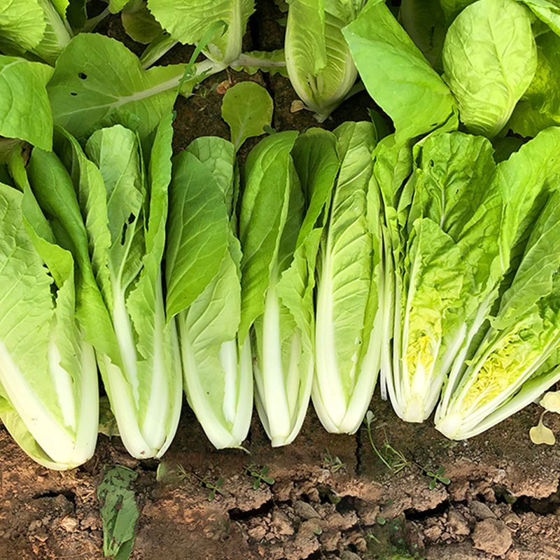 500 seeds PECHAY PAVITO SEEDS Good quality / Easy to grow | Shopee ...