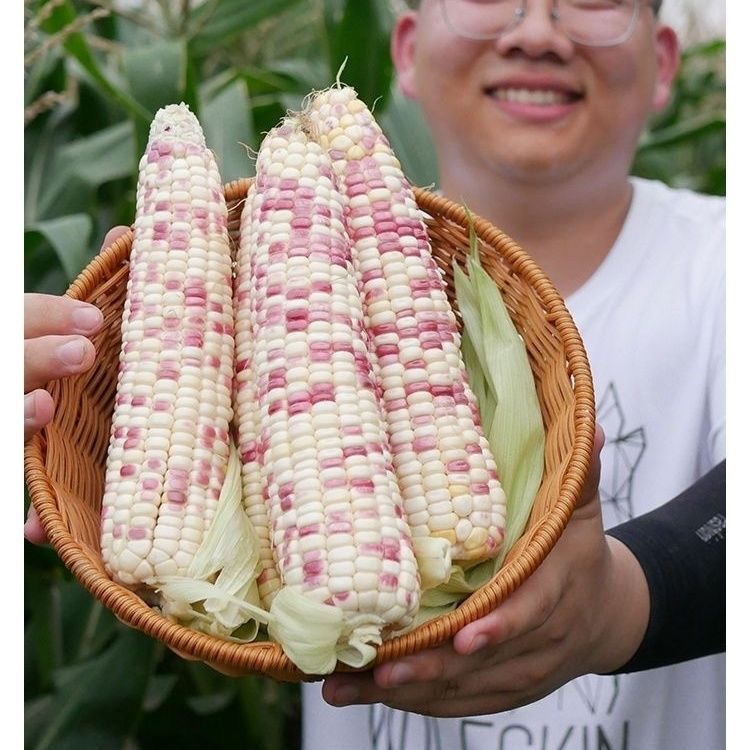 (20 Seeds) Bi-color Corn Seeds - Original Waxy Corn Seeds for Planting ...