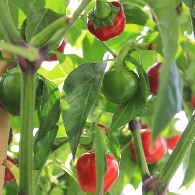 ( 100 seeds ) Siling Labuyo Hybrid - Hot Pepper Taiwan Chili Seeds ...