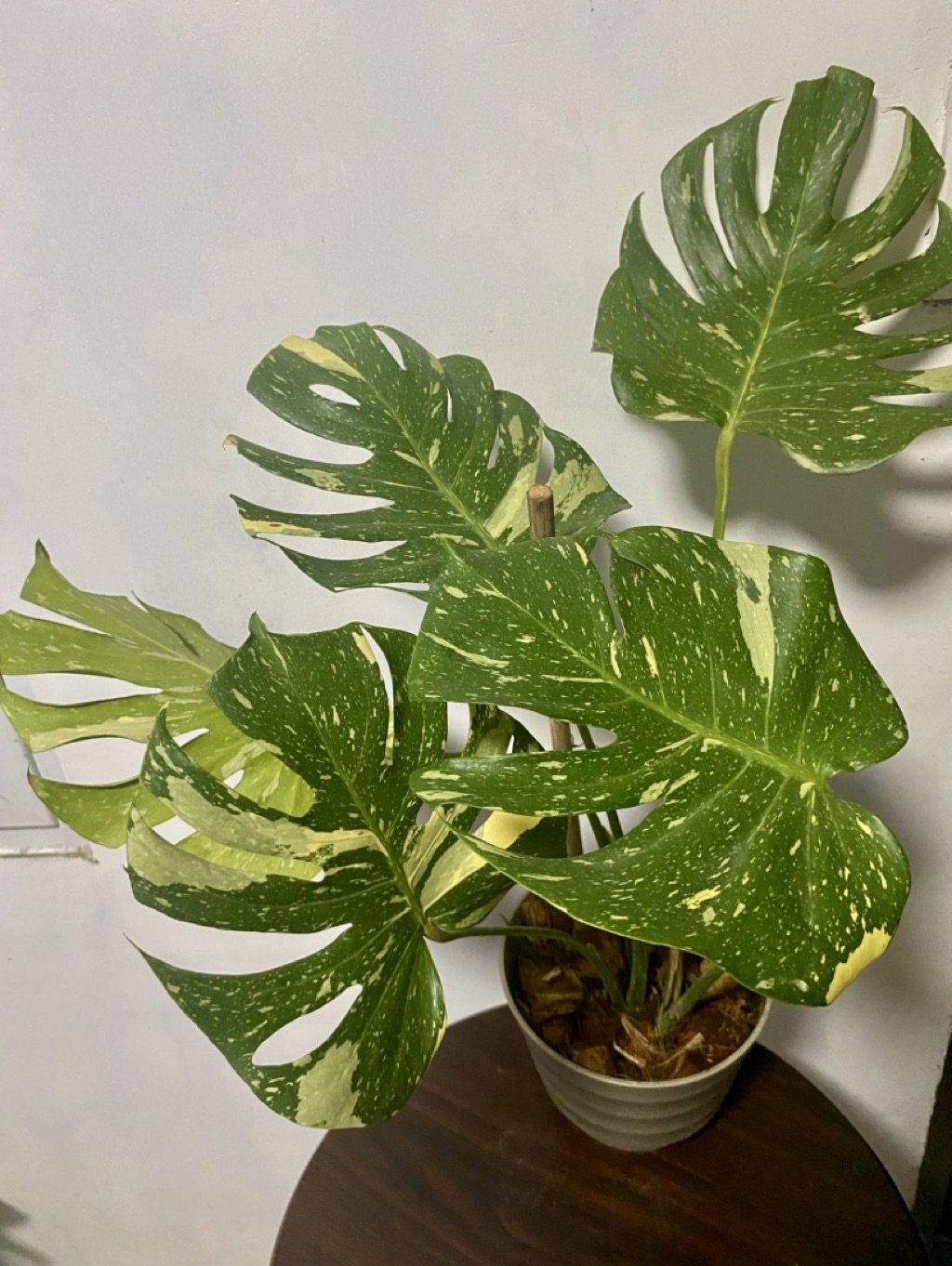 Monstera Thai Constellation / Thai Cons Monstera / “Thai Constellation ...