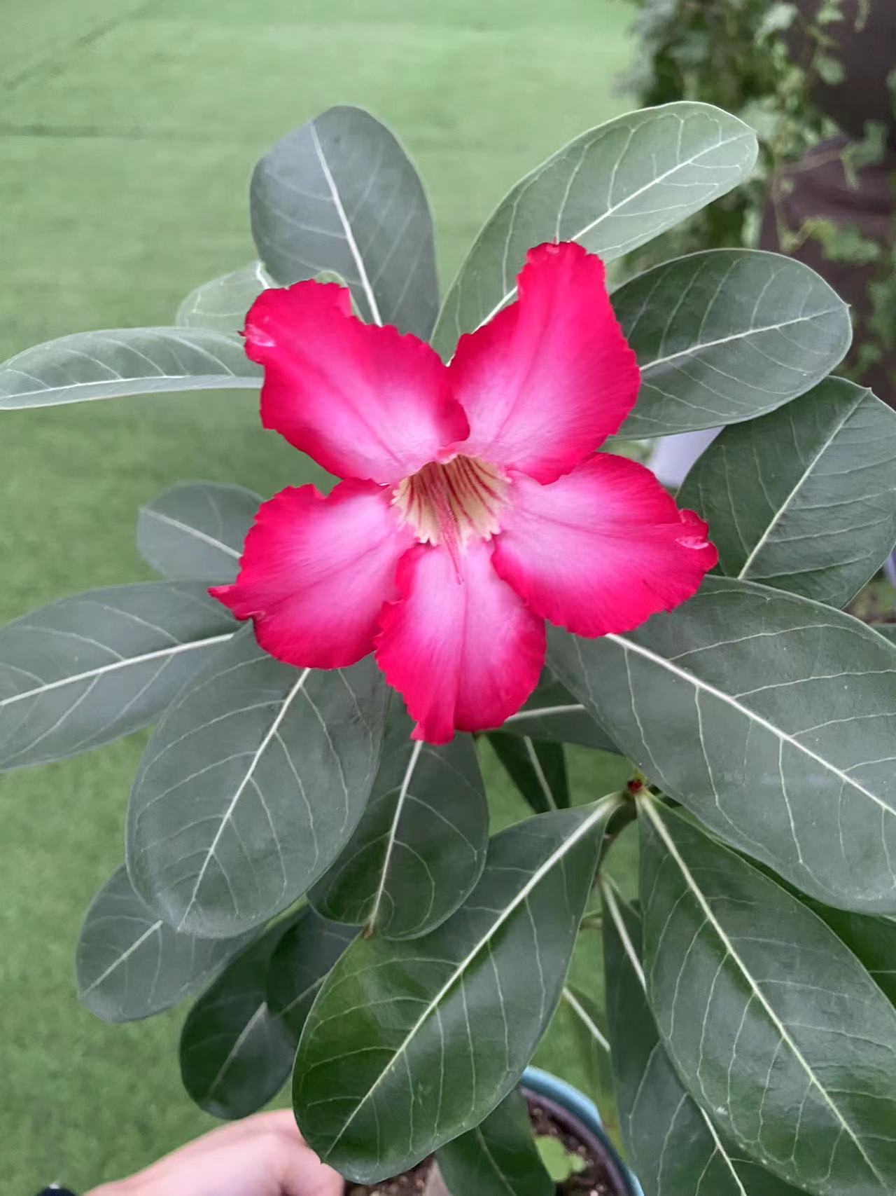 Adenium Double Petal Seeds 100Seeds High Germinaton Tropical Flower ...