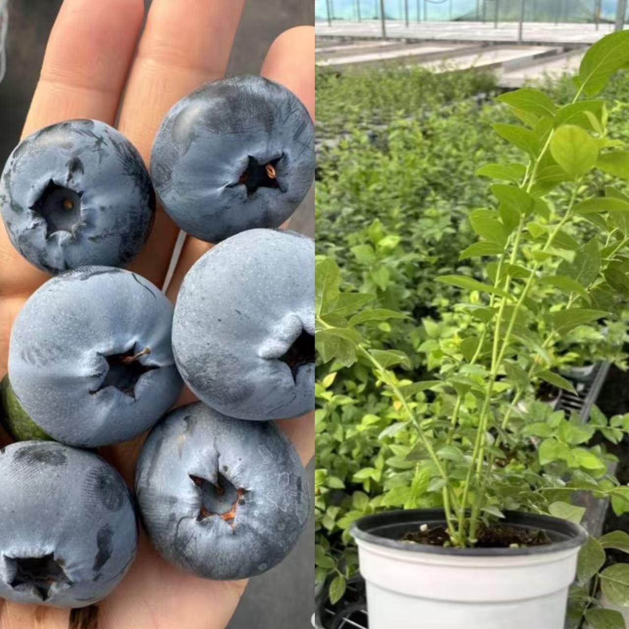 Biloxi high-yield blueberry seedlings with sweet and large fruits ...