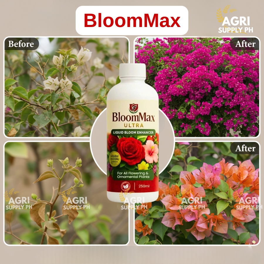 [BUY 1 GET 1] Bloom Max fertilizer for plant - Solution to increase ...