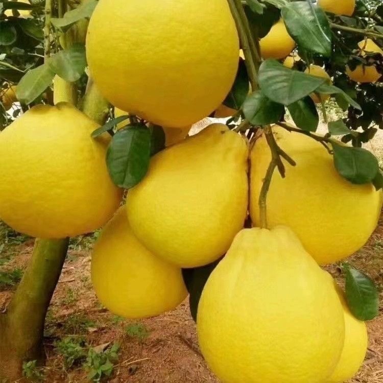 10seedS pomelo seeds for Planting Bonsai Tree Seeds Dwarf Fruit Bearing ...