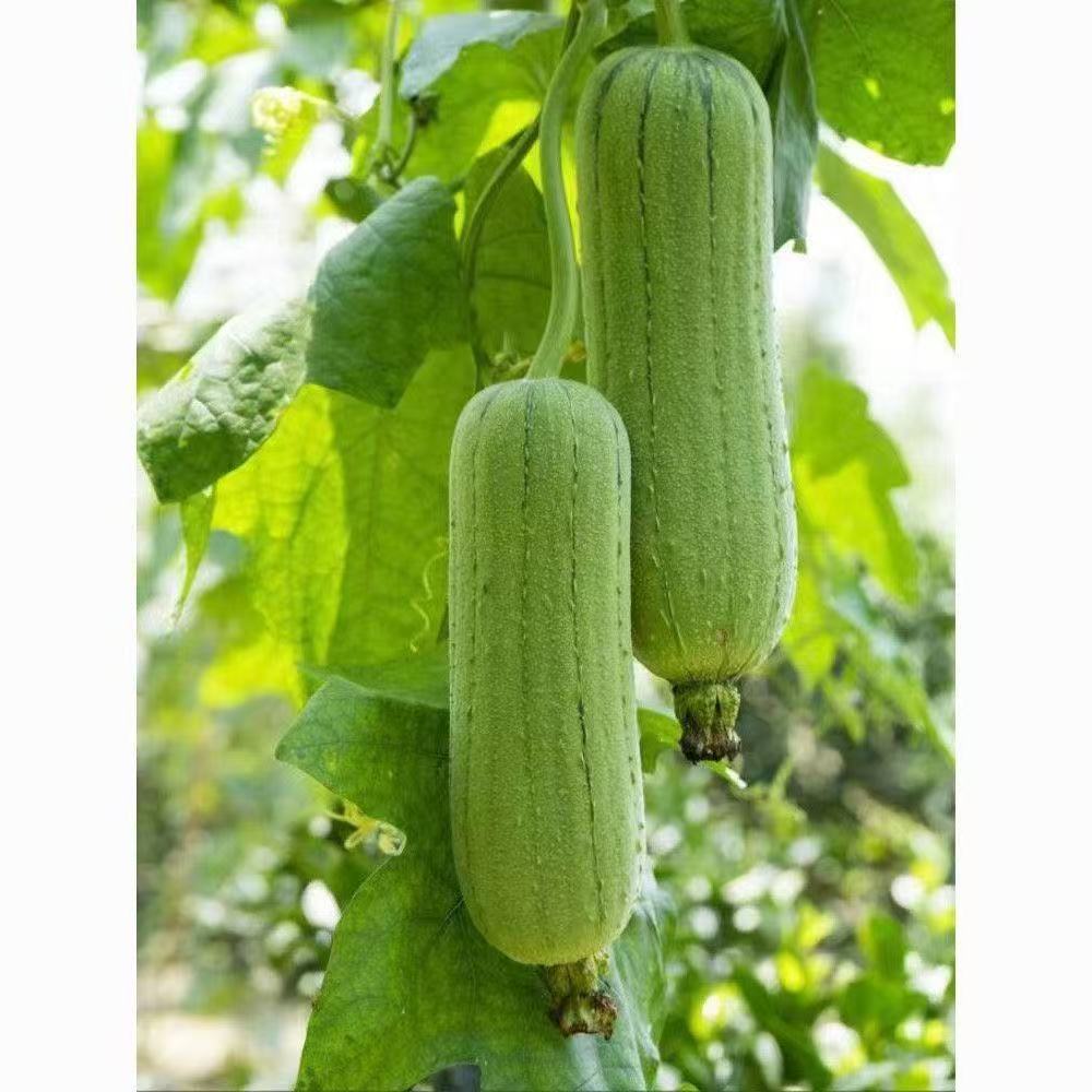 20 Pcs Patola Smooth Seeds /Pot Rattan Smooth Patola Vegetable seeds ...