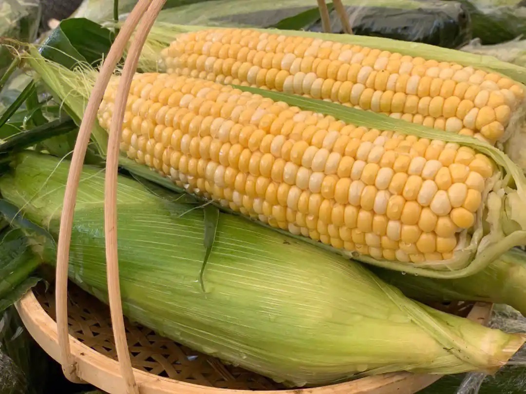 ( 20 seeds ) SUPER SWEET CORN SEEDS - super sweet corn variety | Shopee ...
