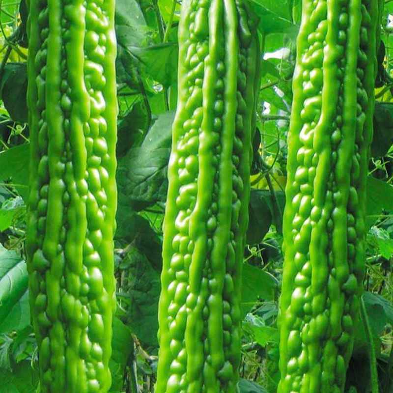 10 seeds pack ampalaya condor seeds - plant seed - vegetable seeds ...