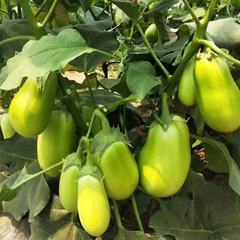 (200seeds/pack) Dwarf Green Eggplant Seedsllocos Eggplant Round Green ...