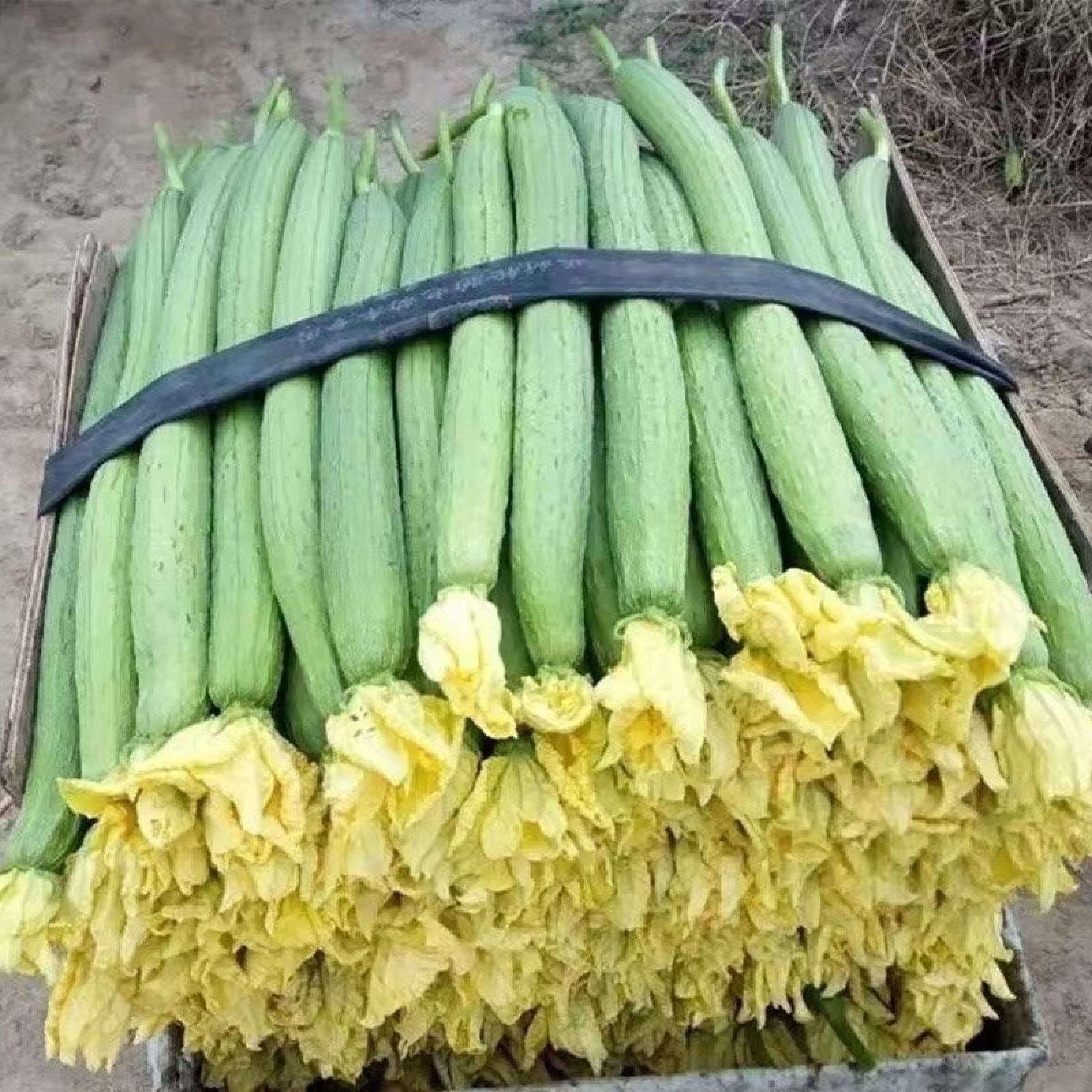 Patola Smooth Seeds(20seeds) - smooth patola seeds Vegetable Seeds ...