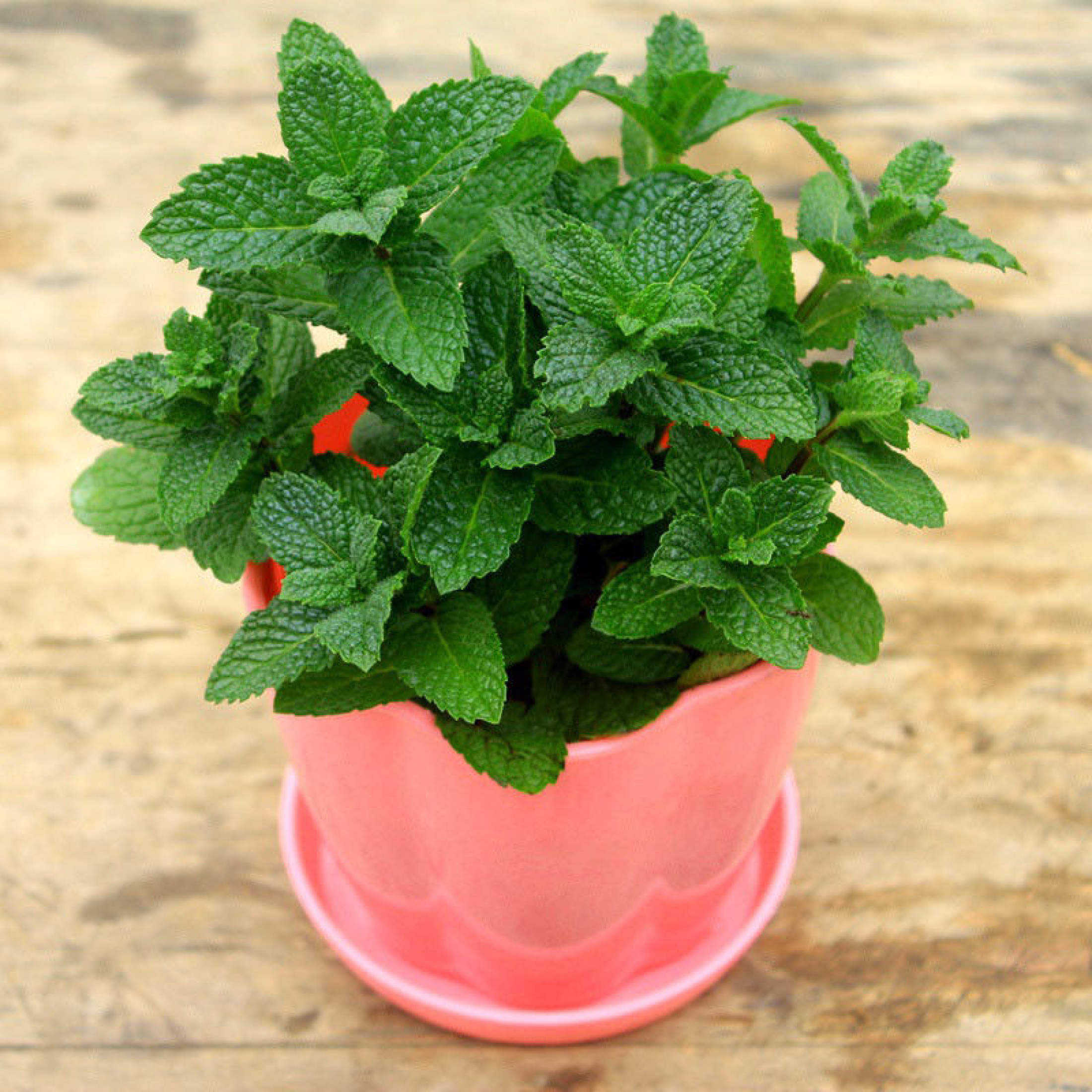 100seeds/pack Peppermint Seeds Herb Seeds for Planting Potted Edible Mint Herbs Seeds | Shopee ...