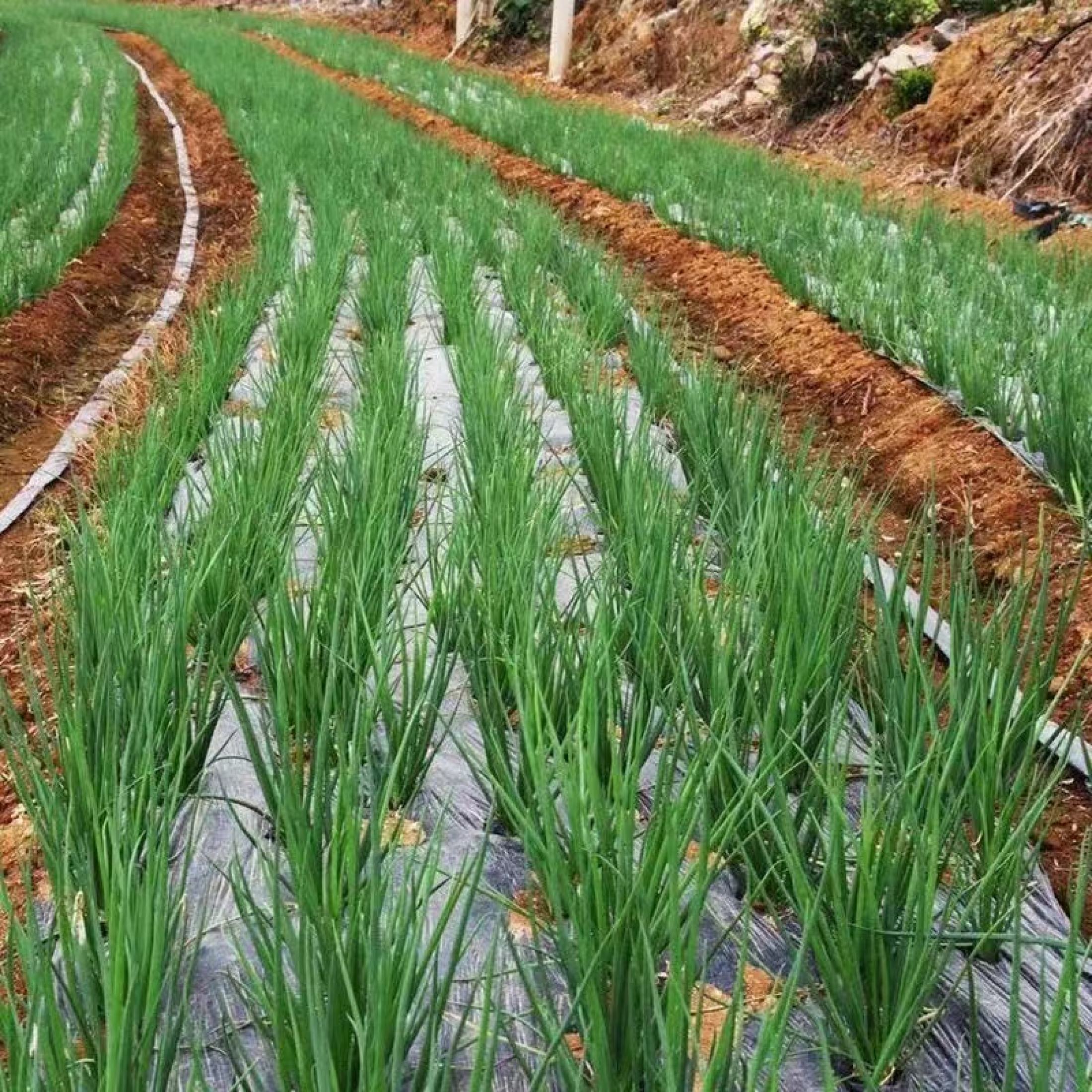 (500 SEEDS) DAHON NG SIBUYAS/BUNCHING ONION /JAKKOU VARIETY/EASY TO ...