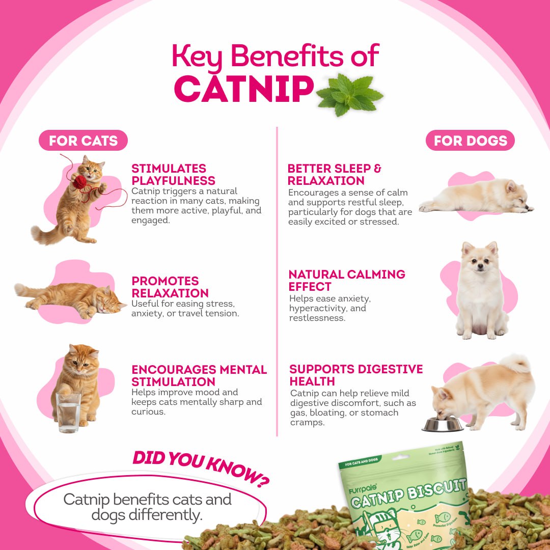 Furrpals Catnip Biscuit Cat Cookies Chicken+Fish+Mint Flavor 200g Molar ...