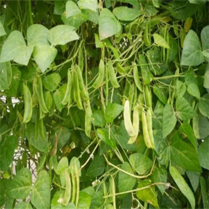 HYBRID PATANI/LIMA BEAN SEEDS (10 pcs seeds) HIGH YIELD/EAST TO GROW ...