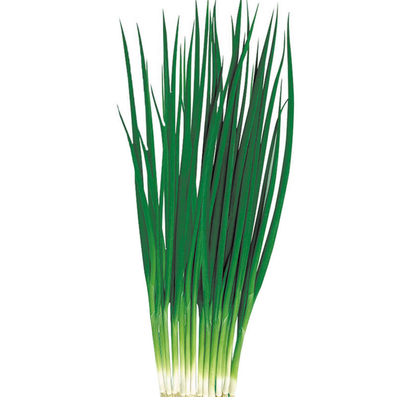 500 seeds dahon ng sibuyas seeds Easy to grow/ Good quality | Shopee ...