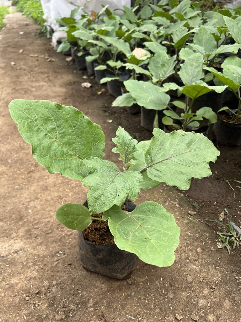 TALONG/EGG PLANT - LIVE PLANT FOR SALE BEST PRICE (Complete with ...