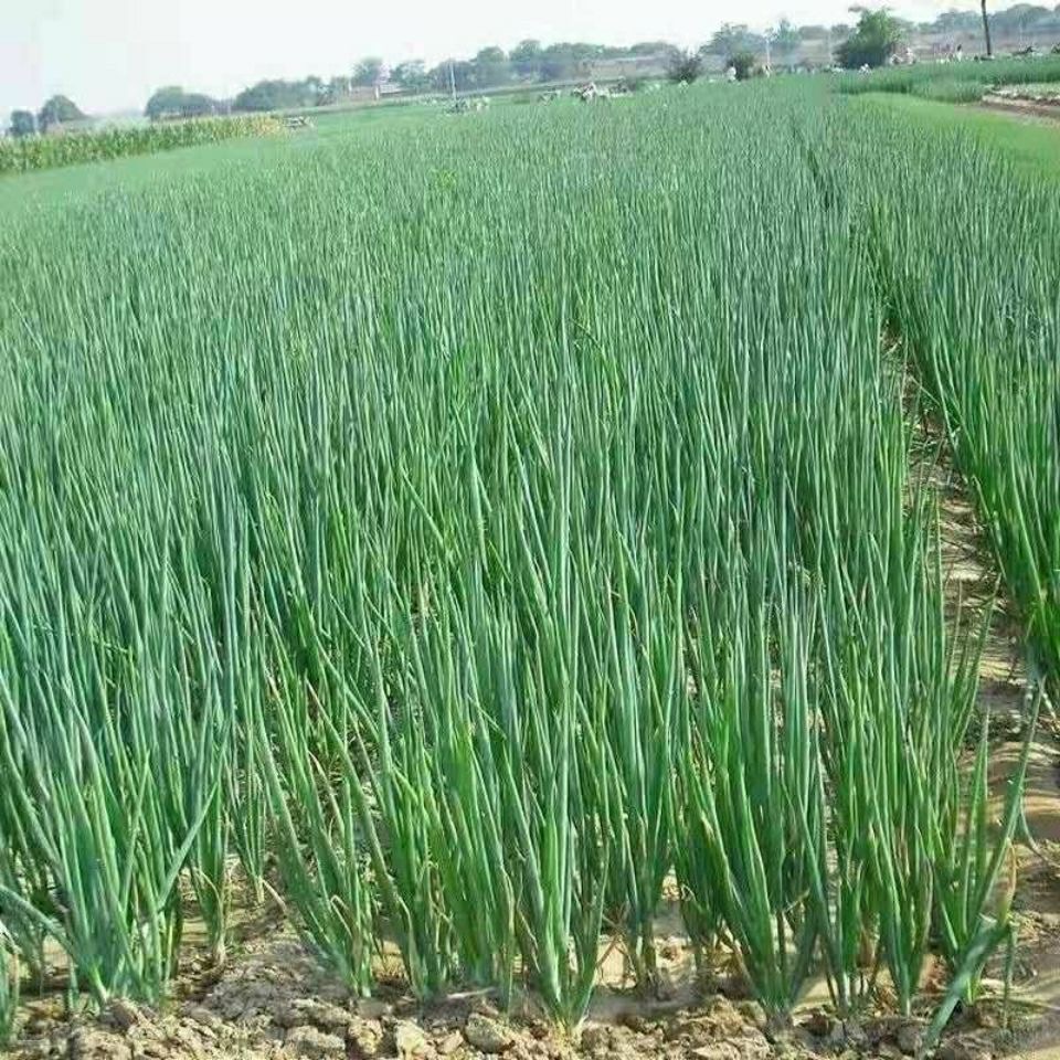 500 seeds dahon ng sibuyas seeds Good quality / High output | Shopee ...