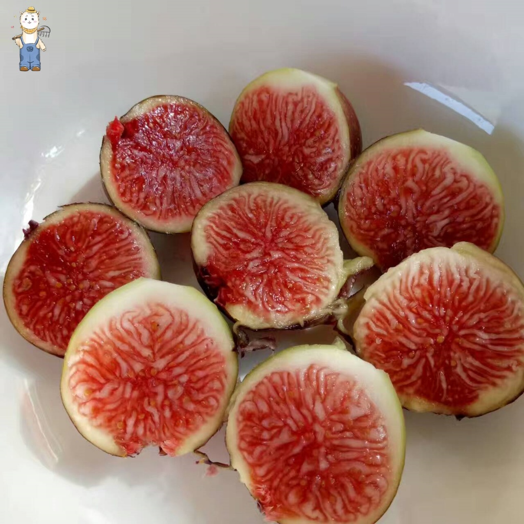600seeds/pack Rare Fig Tree Seeds for Planting-Tropical Ficus Carica ...