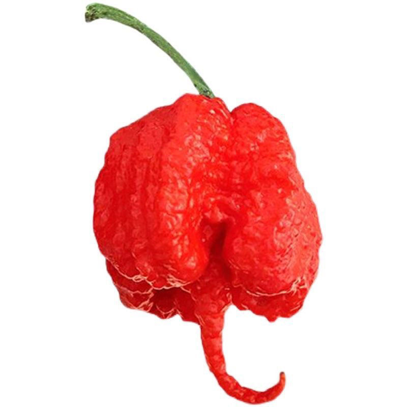 100 seeds Carolina Reaper/Siling Demonyo Seeds for Planting Vegetables ...
