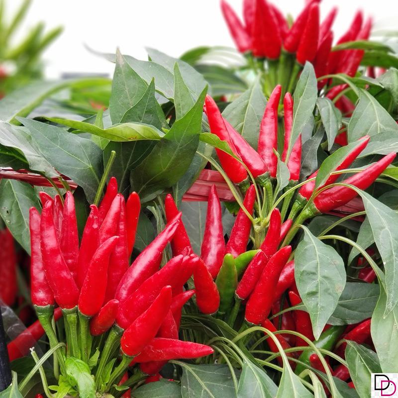 Korean Hot Red Chili Jinfeng Pepper Sili Vegetable Seeds ( 100 seeds ...